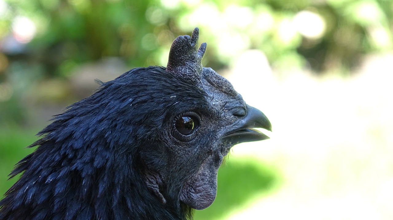 Il pollo più costoso del mondo è una creatura dalla pigmentazione "dark"