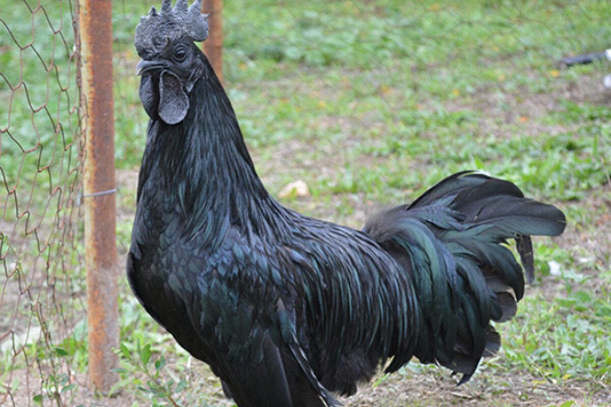 Il pollo più costoso del mondo è una creatura dalla pigmentazione "dark"