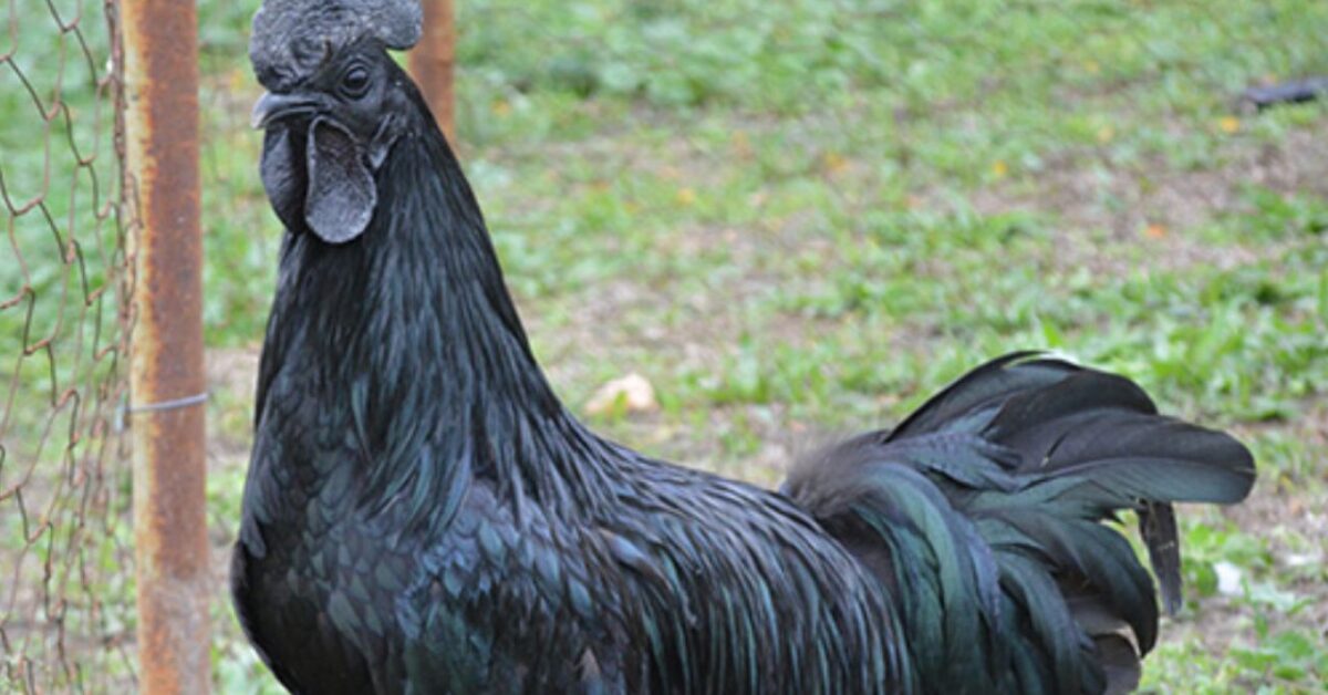Il pollo più costoso del mondo è una creatura dalla pigmentazione "dark"