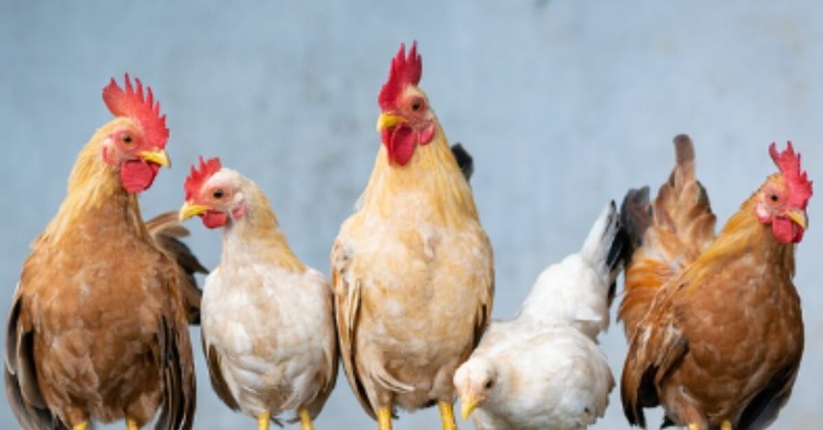 Gallina depone uova blu: sembra una magia ma è la verità